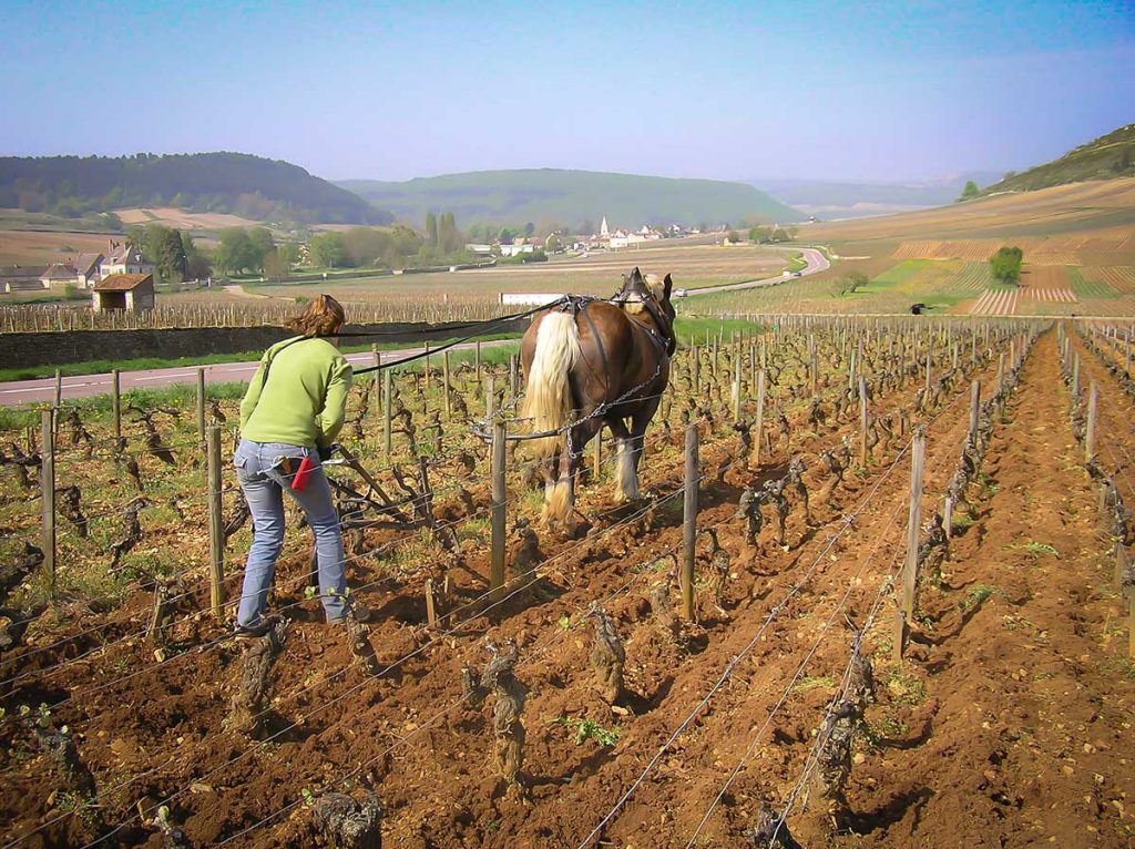 Domaine Pierre Morey - Maison Morey Blanc - Our expertise